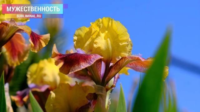 Мужская энергия. Мужественность. Уверенность. Саблиминал Combo. Скрытые аффирмации. (для мужчин)