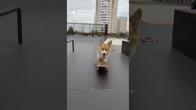 Корги Марти катается на скейте #коржмарти #корги #скейтпарк #собака #животные #corgi #dog #animals