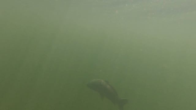 Беременная рыба! Не стреляй, запрет охотник!