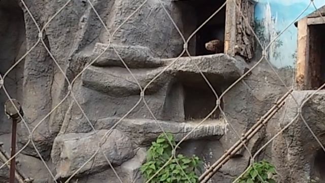 4. Зоопарк Южно-Сахалинска. Не улетели опять