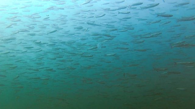 В ритме моря. Кефаль в потоке.