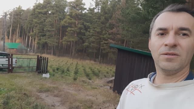 Осмотр плантации елочек в октябре 2024 года