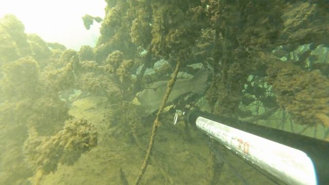 Сом Горыныч. Подводная охота на сома.