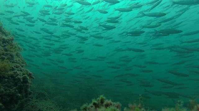 МОРЕ КРЫМА. НЫРЯТЬ ПО ЧЕРНОМУ!