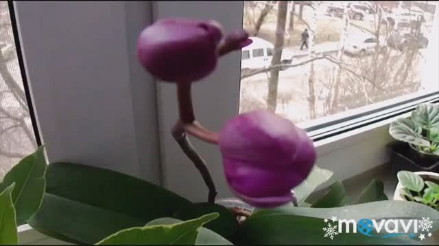 Комнатные цветы / Новинки