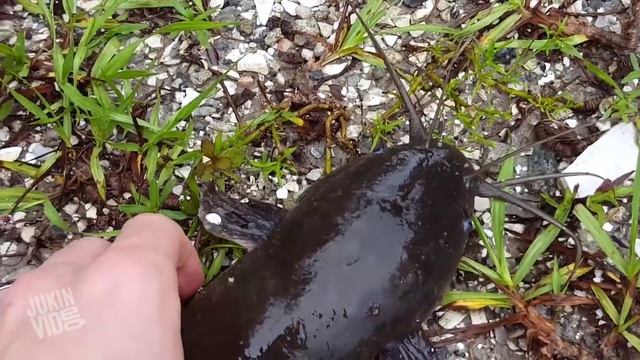 fish can walk