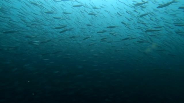 Живое Черное море - 2. Движение сингиля.