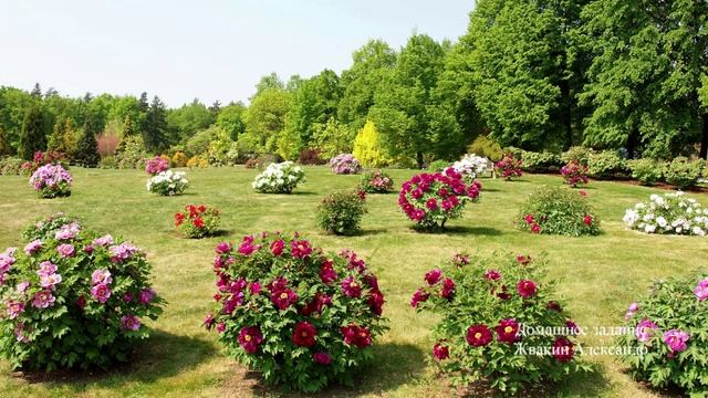 притча про розы