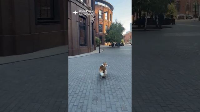 Лечу домой со съёмок клипа #коржмарти #корги #собака #животные #скейтбординг  #corgi #dog #animals