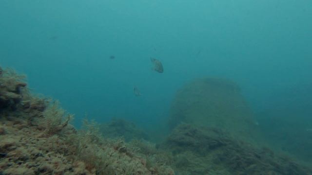 Темный окунь освоился в Черном море