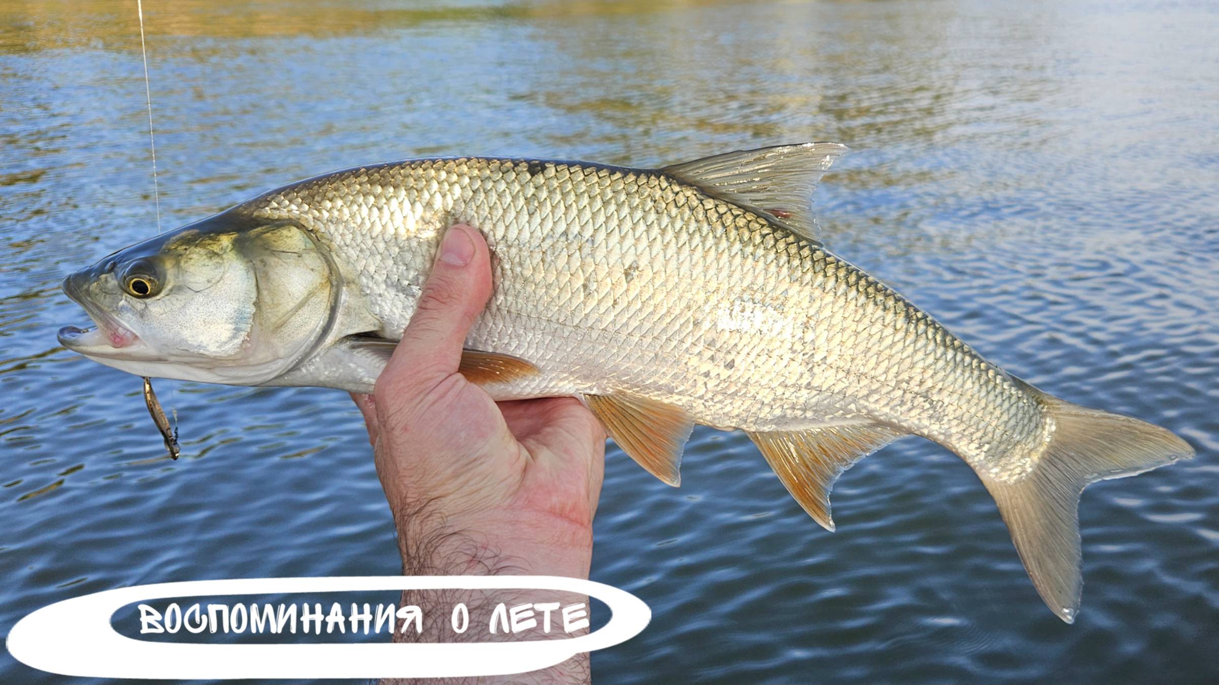 Жерех на Ахтубе (Часть 1) День первый. Жерех почти не виден.