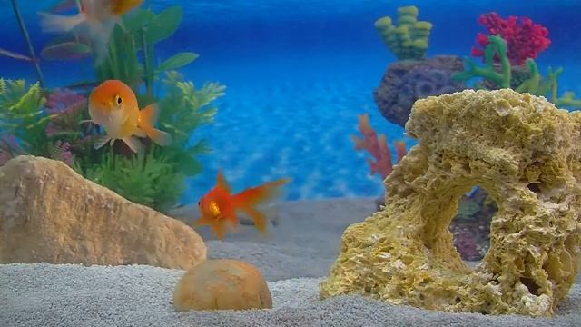 ЗАСТАВКА НА ТЕЛЕВИЗОР АКВАРИУМ 480p TV RELAX and MEDITATION 3 часа видео