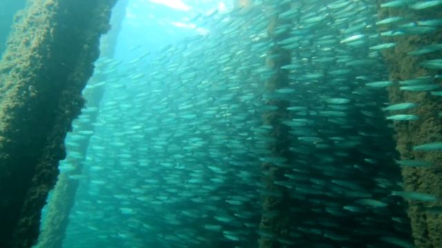 Кефаль Черное море