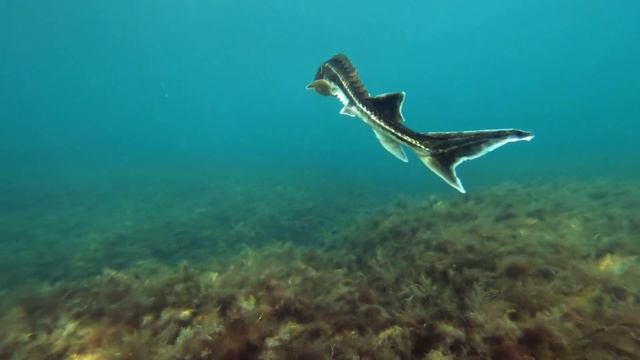 Черноморский Осетр. Sturgeon