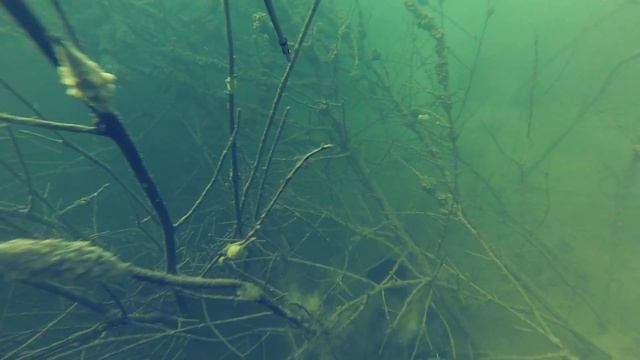 Безумный Севастопольский ПОДВОХ