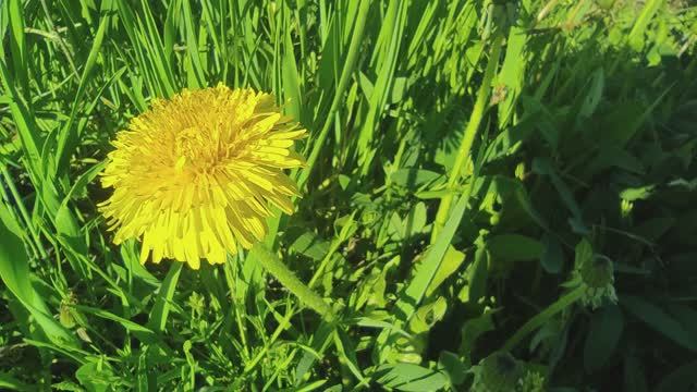 Над жёлтыми полями