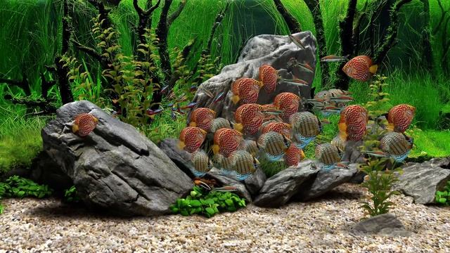 Аквариум живой заставка на ТВ (1080p Full HD)