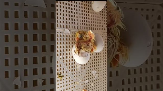 Появление цыплёнка на свет