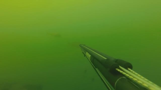 Подводная охота на трофейного Сазана.