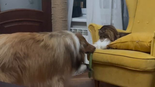 Как кошка с собакой )) Хуру, 11 месяцев