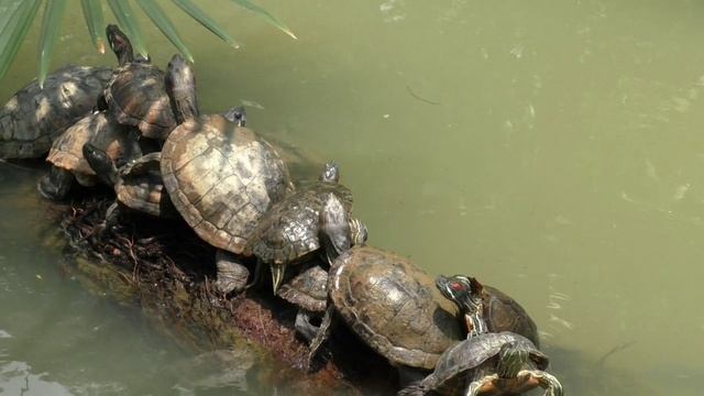 Лежбище черепах