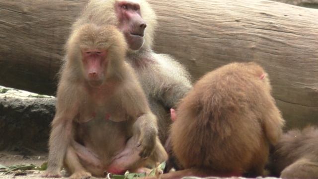 Семейная жизнь павиан