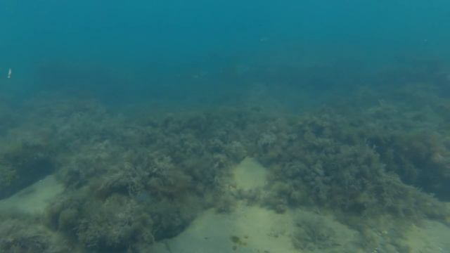 МЕДУЗЫ ЗУБАРИКИ КРАБЫ ЧЕРНОГО МОРЯ