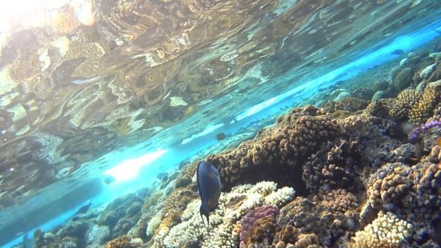 Rehana royal beach hotel 5. коралловый риф