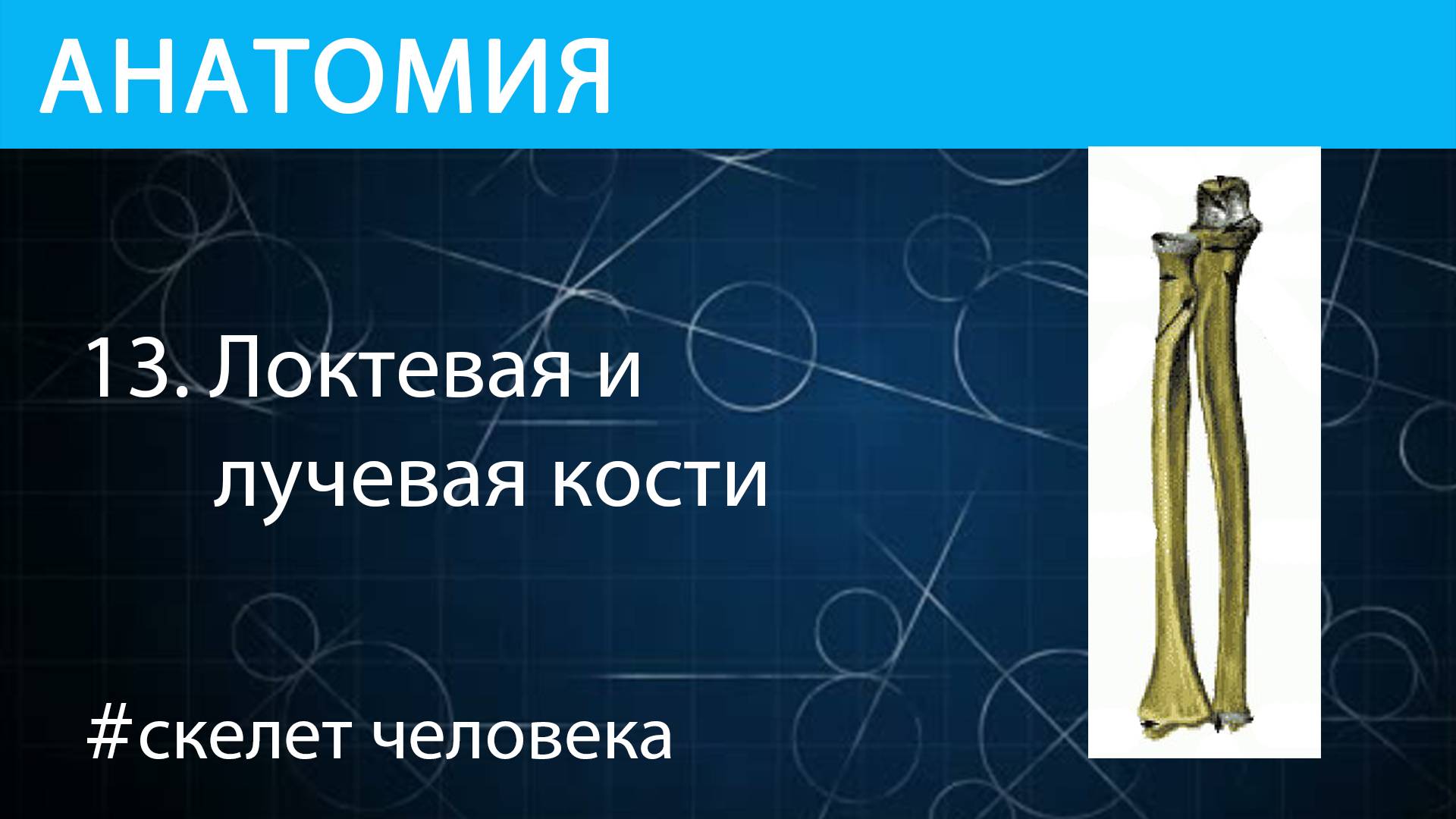 Анатомия: локтевая и лучевая кости скелета человека