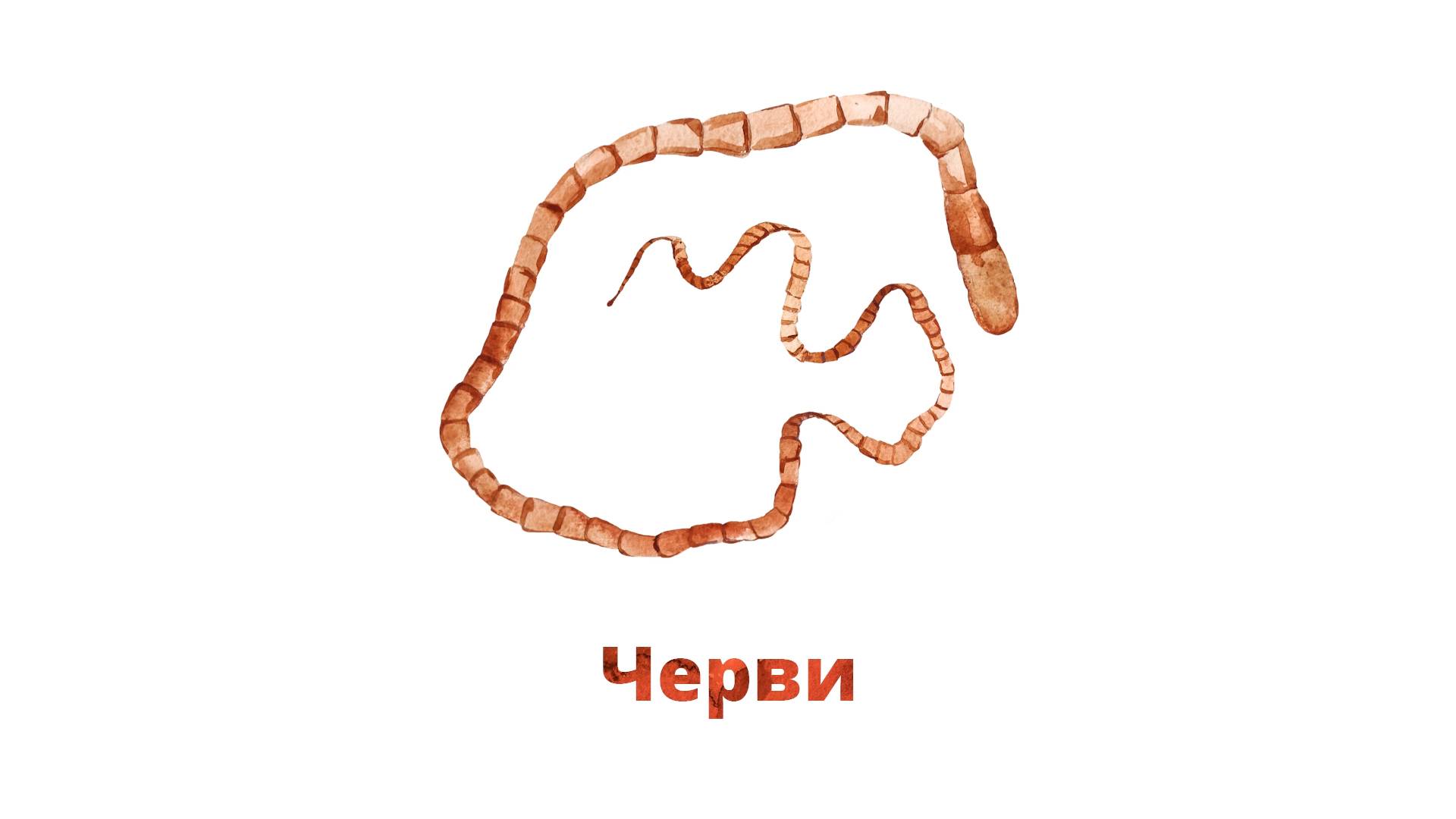 6. Черви