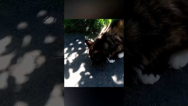 18+ Кошка "Люска" вернулась с удачной охоты