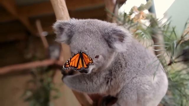 Природный калейдоскоп.Портрет с бабочкой.