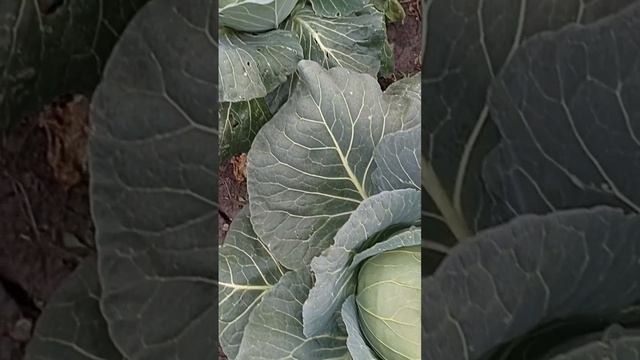 Наша капуста