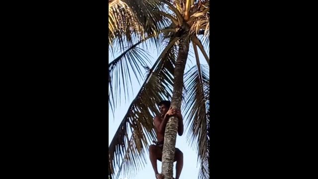 Шри-Ланка - как всё работает! —