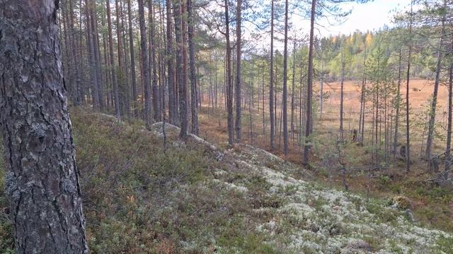 Лес в октябре.