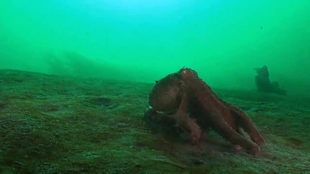 Природный калейдоскоп.Осьминог.