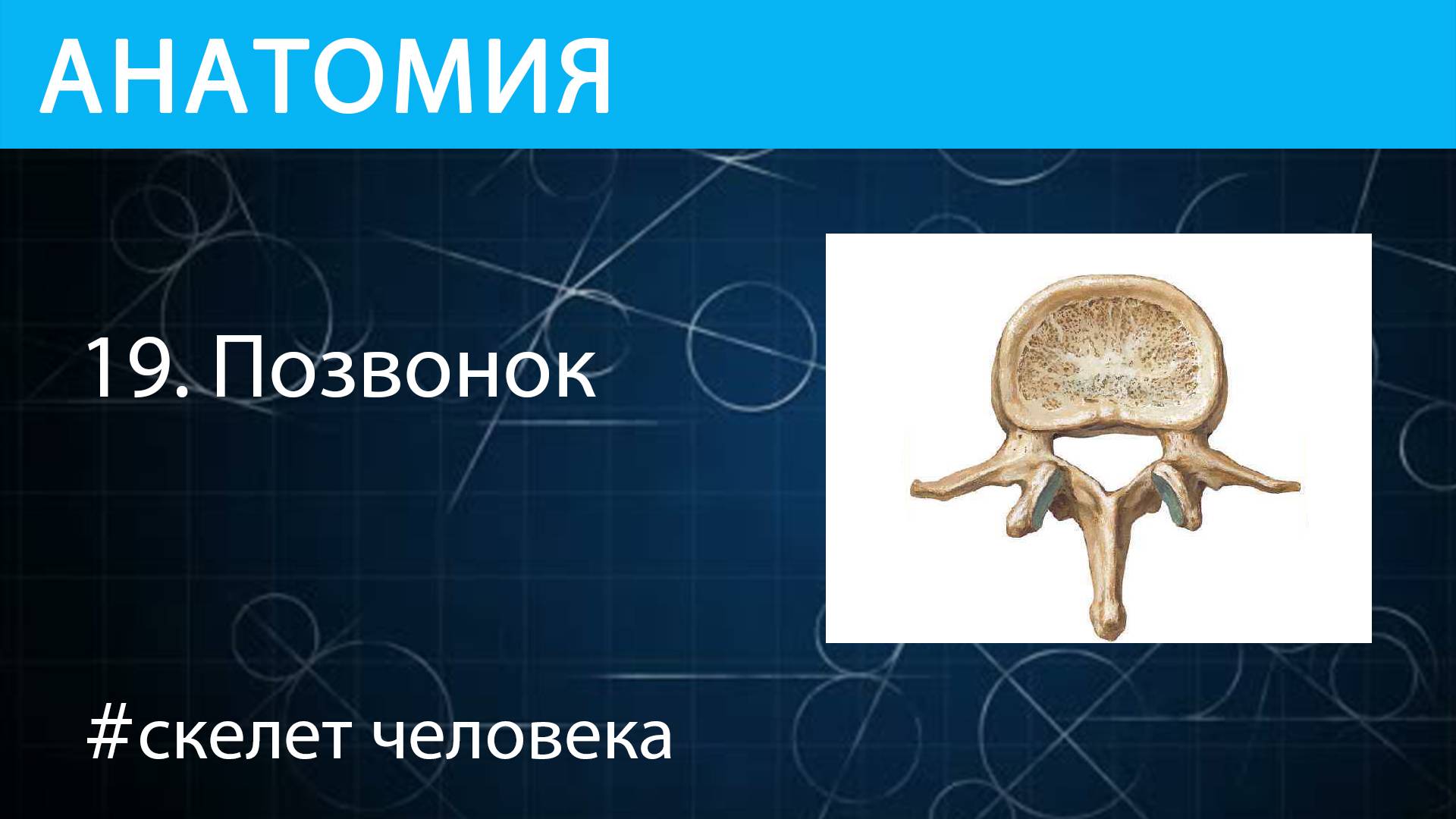 Анатомия: позвонок скелета человека