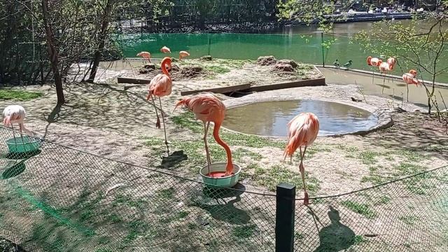 НОВОСИБИРСКИЙ ЗООПАРК ИМЕНИ РОСТИСЛАВА АЛЕКСАНДРОВИЧА ШИЛО —