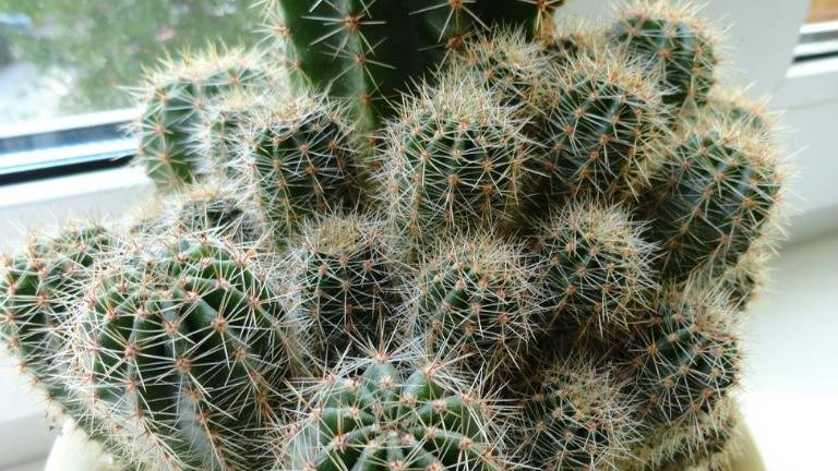 Мои комнатные цветы Кактусы и Суккуленты