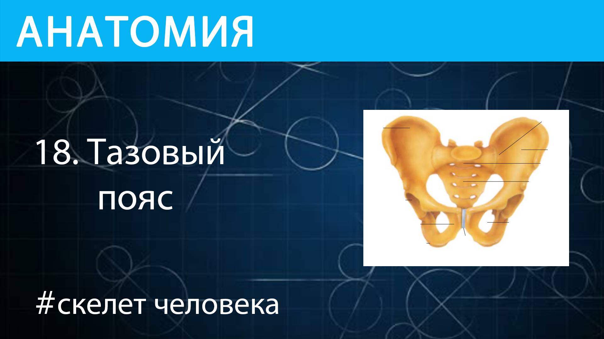 Анатомия: тазовый пояс или таз скелета человека