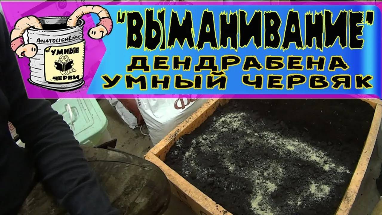 Дендробена как бизнес Выманивание червя смена торфа