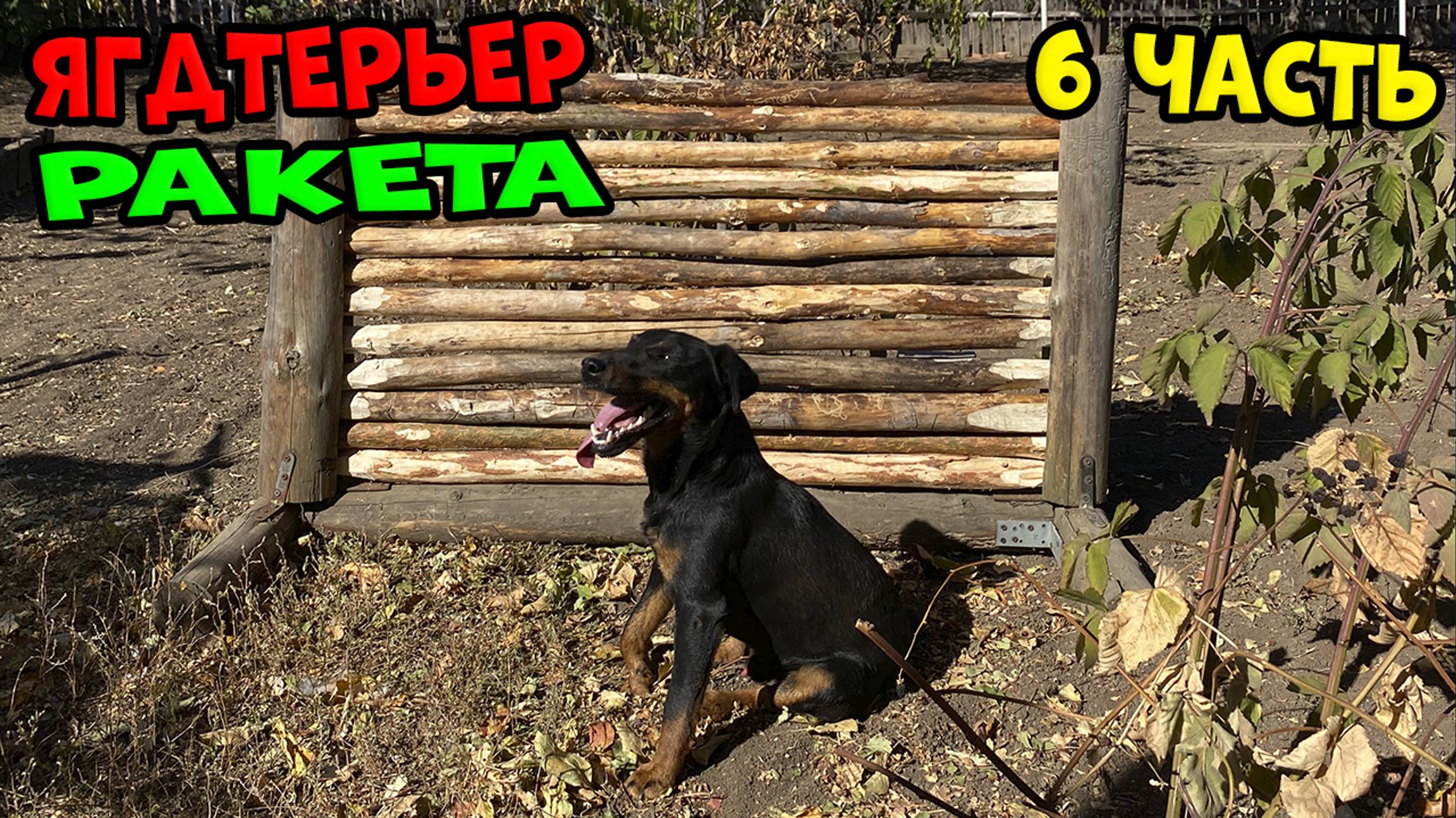 Держу Ягдтерьера (6-ЧАСТЬ)  #ягдтерьер #волкмикс #ягдтерьерволкмикс #volkmix