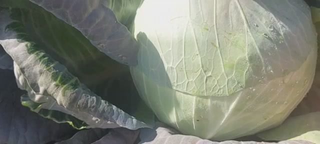 Дневник Агронома №16 Капуста на фульвовых кислотах.