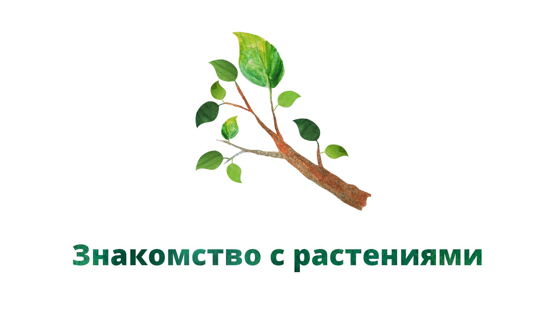 18. Знакомство с растениями