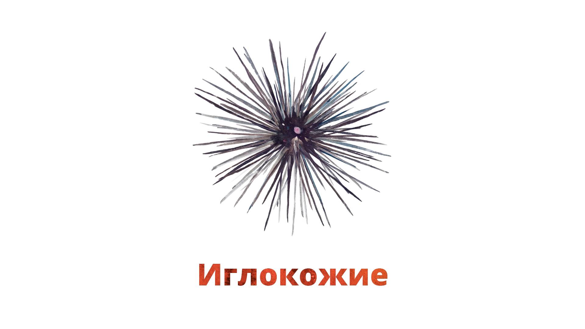 11. Иглокожие