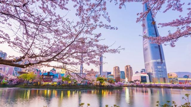 Мистер Лис-Вишнёвый снег в Канвондо