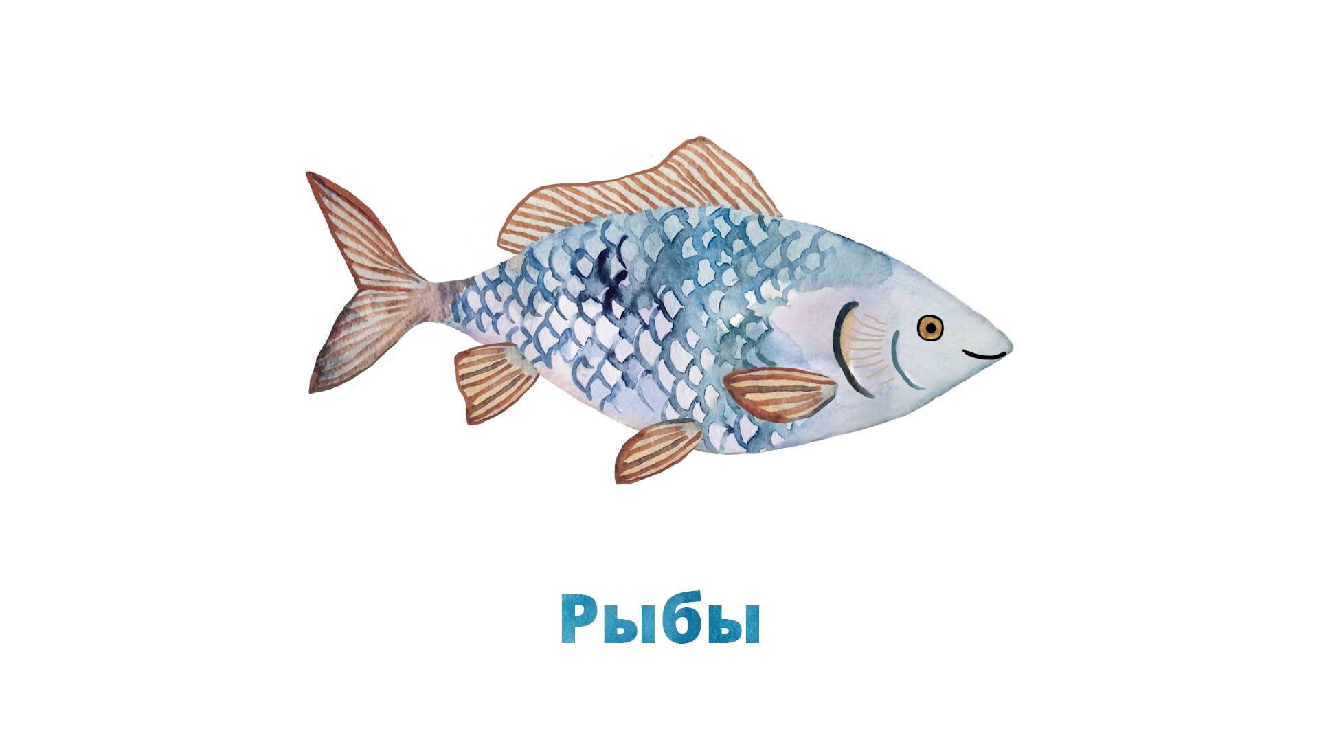 12. Позвоночные. Рыбы
