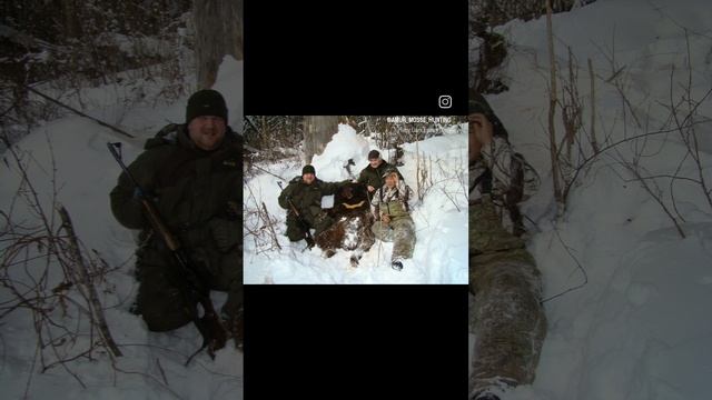 медведь гималайский в декабре и марте