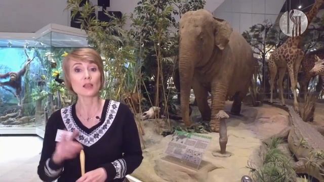 "Музеемания": Государственный Дарвиновский музей