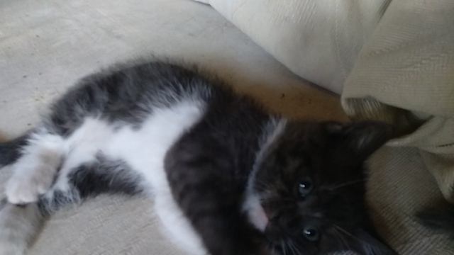 С котятами весело играл))